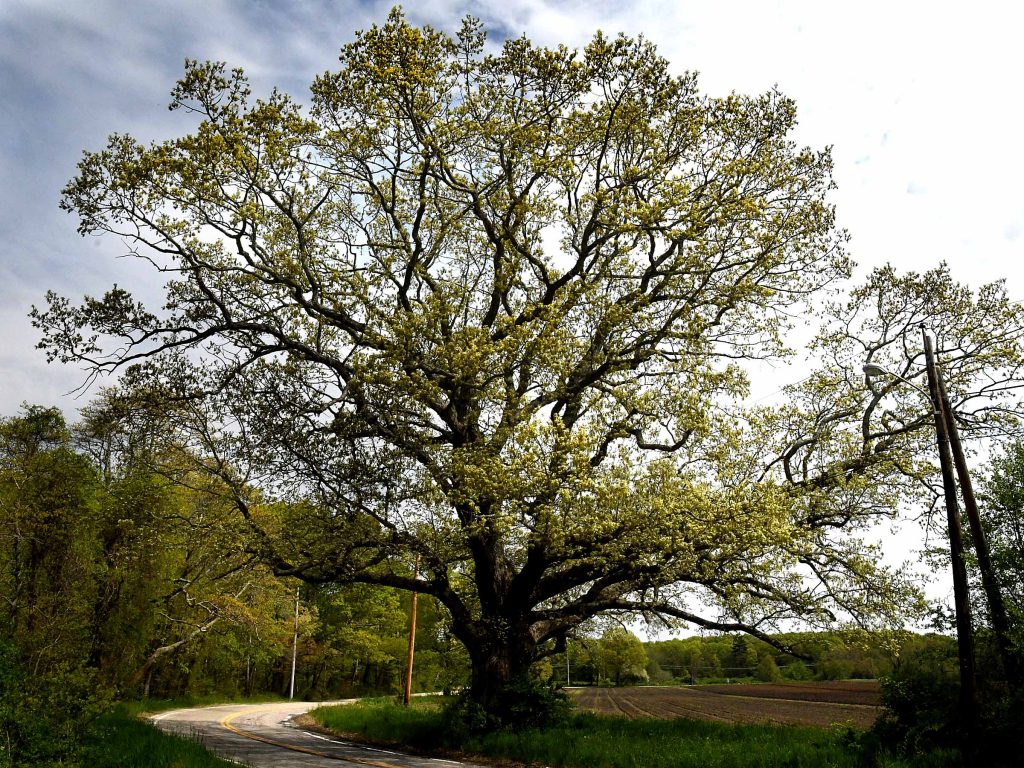 Ancient Oak Trees – Sowams Heritage Area