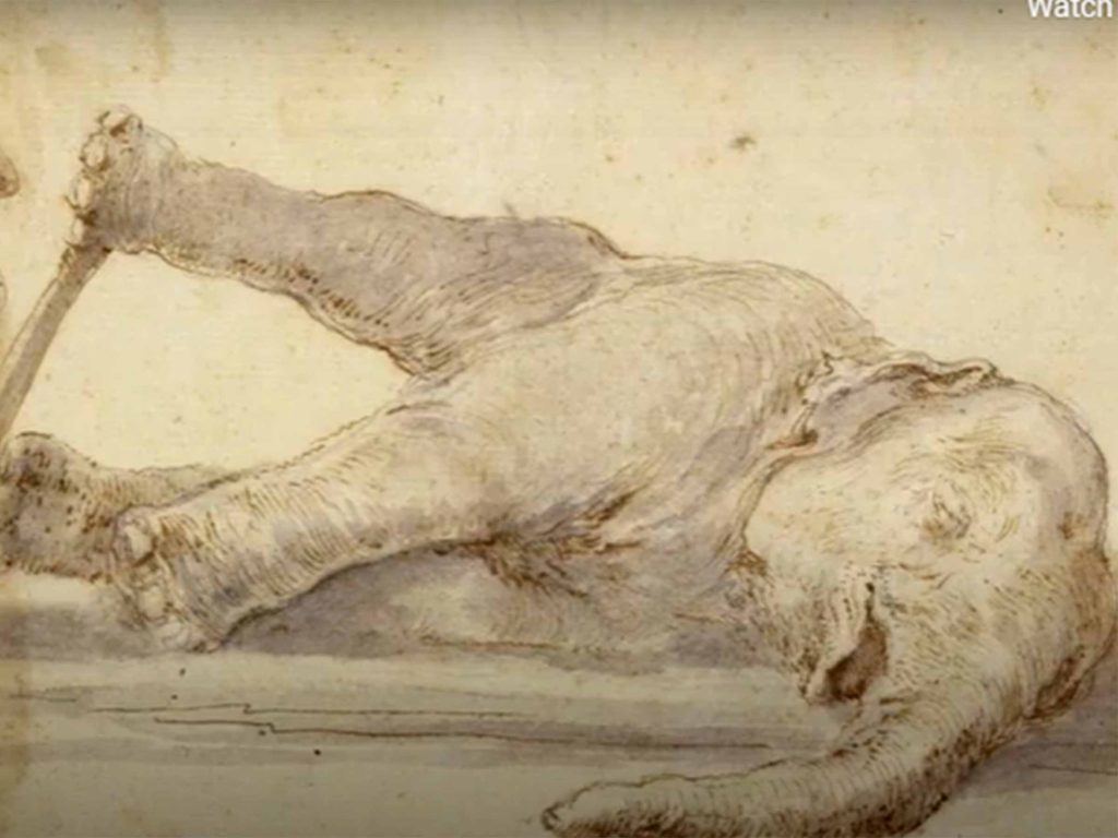 Hansken, Rembrandt’s Elephant – Sowams Heritage Area