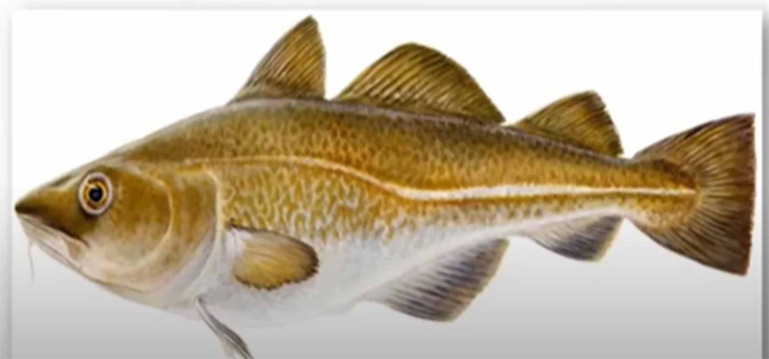 Founding Fish: Maine’s 17th Century Cod Fishing Industry – Sowams ...