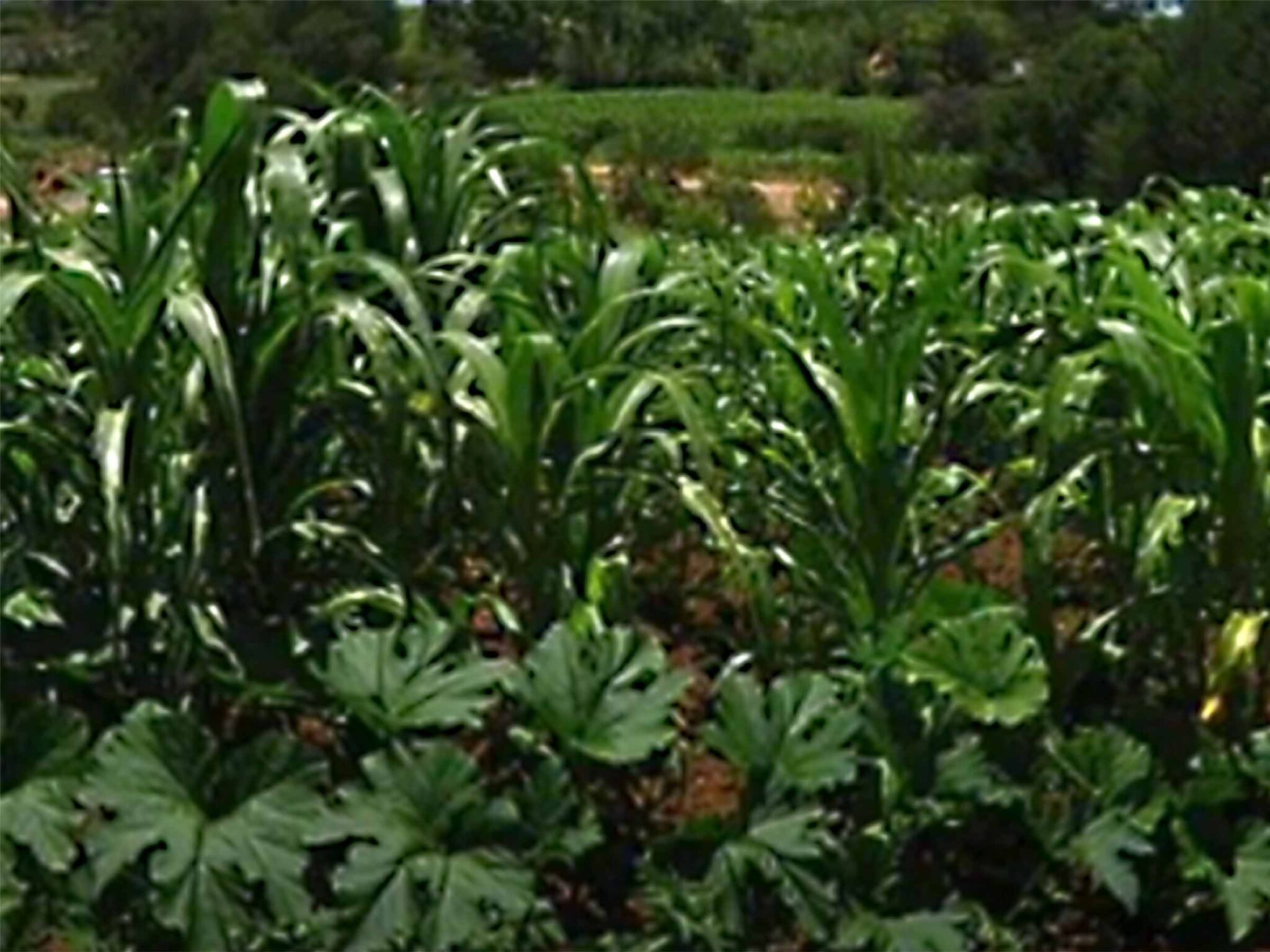 A Brief History of the Massachusetts Tribe – Sowams Heritage Area