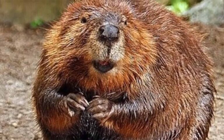 The history of the Beaver War, part of the American Indian Wars ...